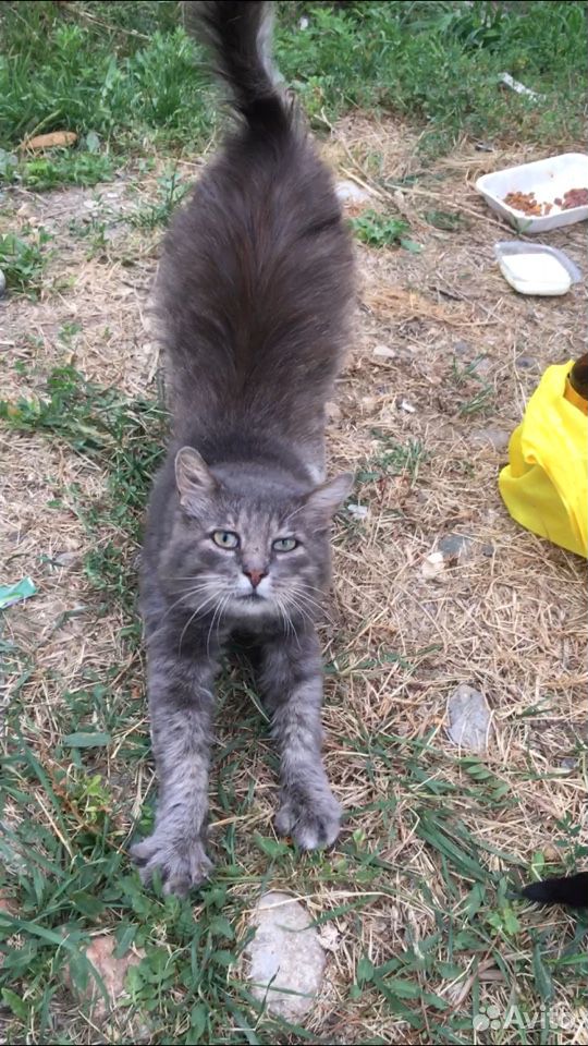 Котенок кот подросток