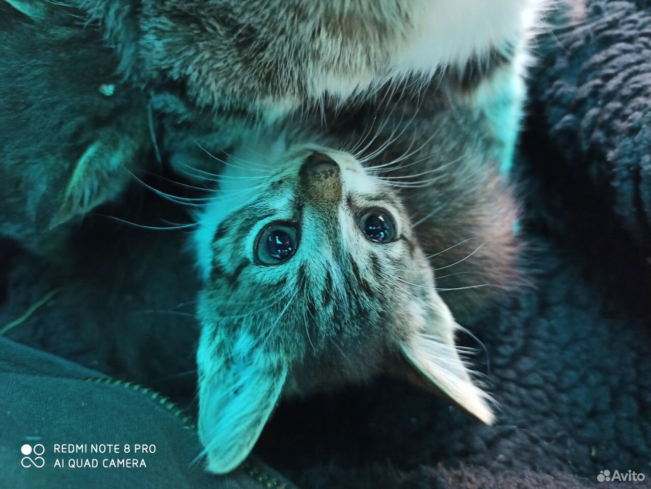 Отдам даром двух кошечек. Примерно 1,5-2 месяца. П