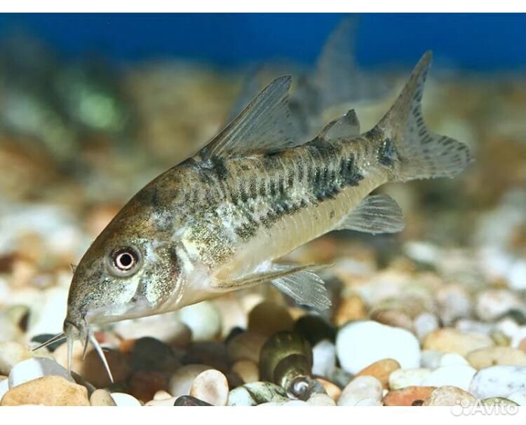 Отдам бесплатно