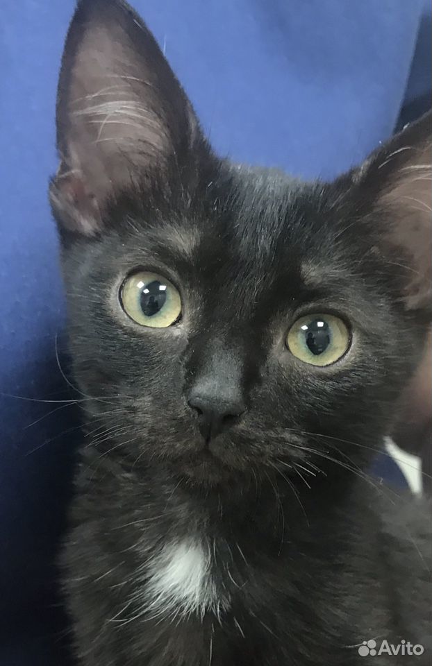 Вася-Василёк - котенок, 3 месяца