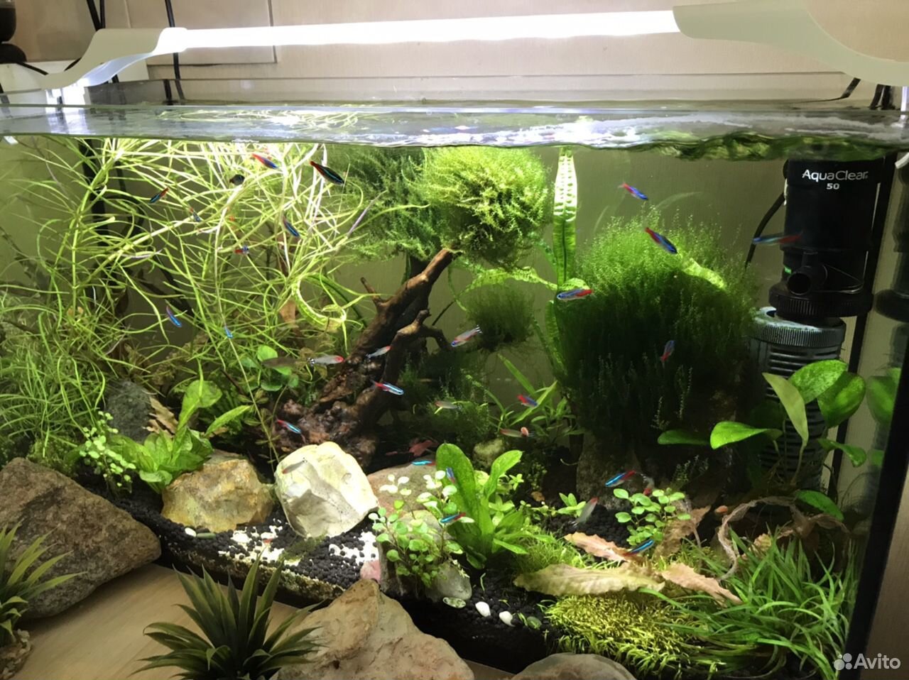Аквариум с живыми растениями
