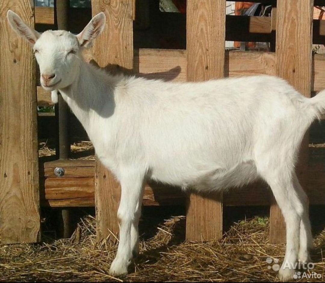 Продам козье мясо или коз живым весом
