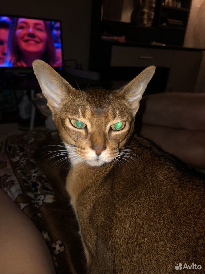 Абиссинская кошечка ищет принца