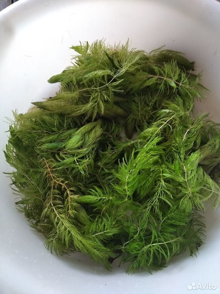 Роголистник