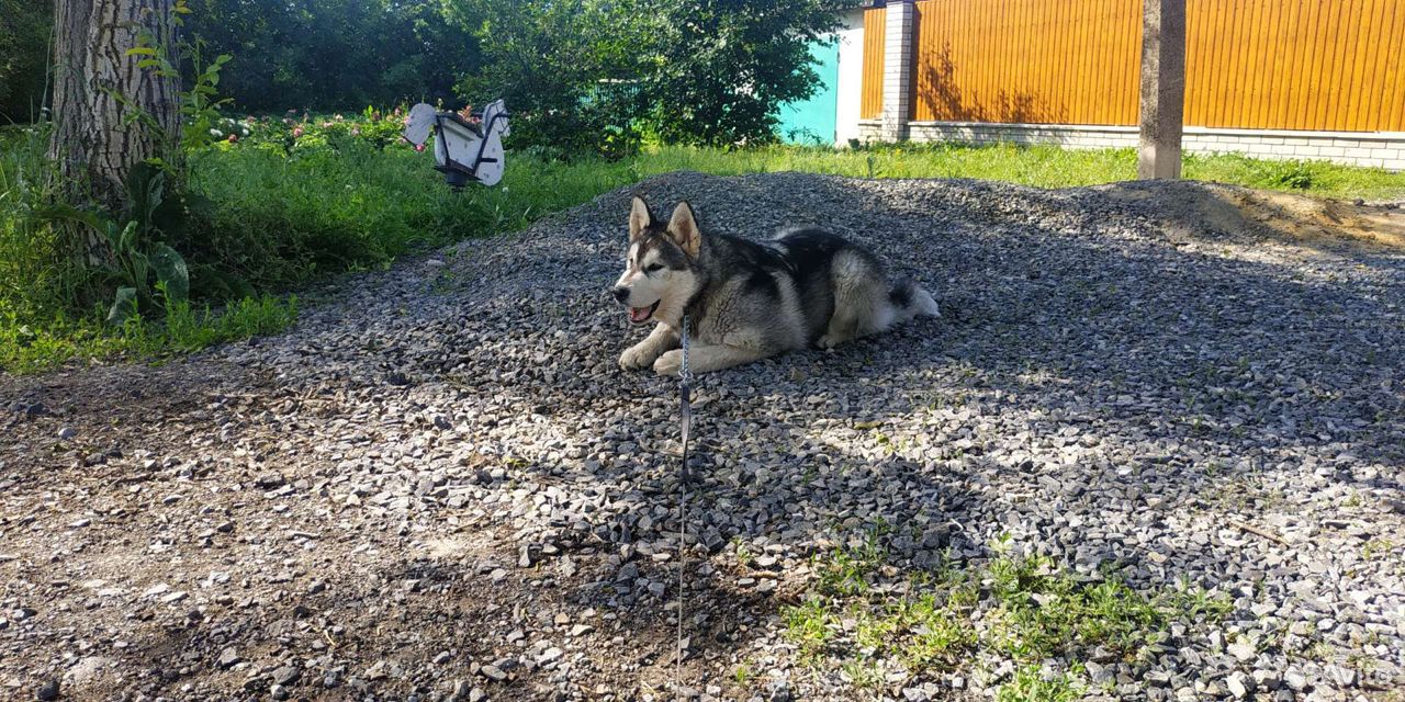 Щенок Аляскинского Маламута (не хаски, не лайка, н