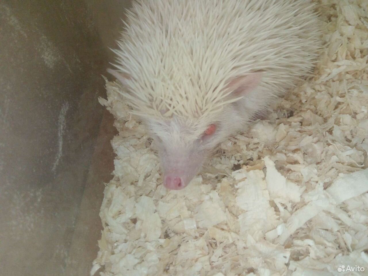 Карликовый Африканский Ежик