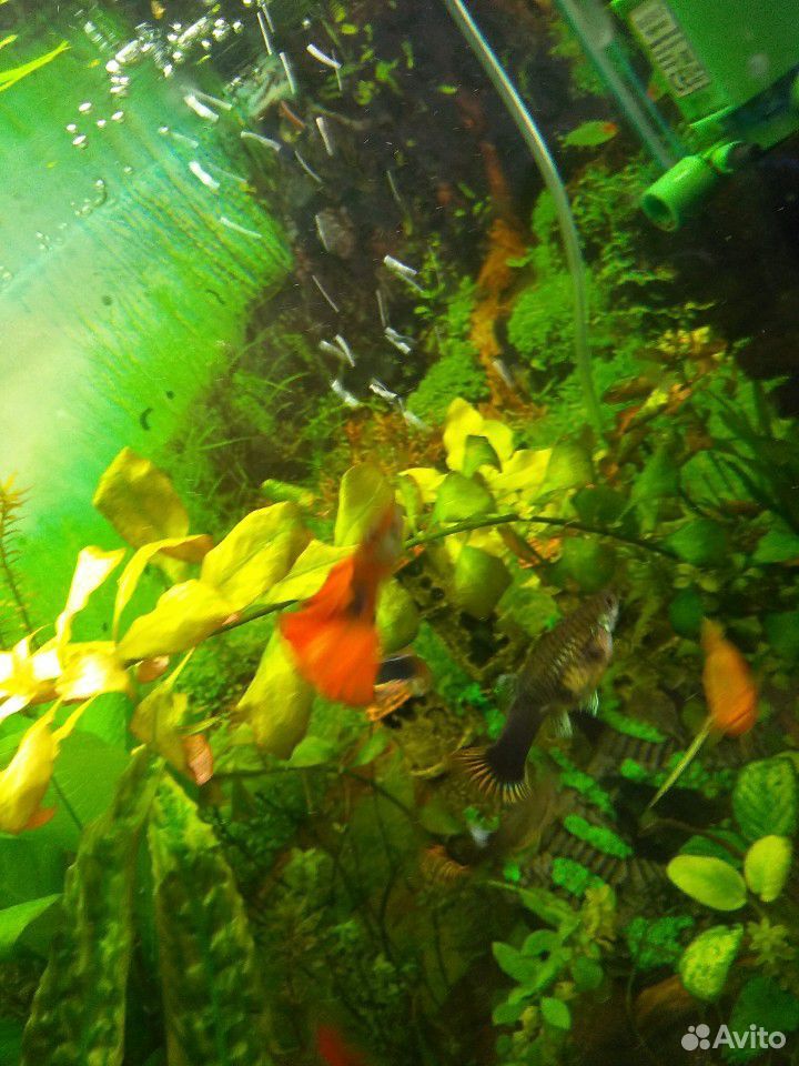 Рыбки Гупики