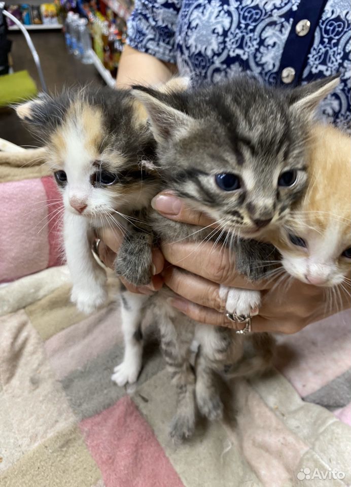 Котята