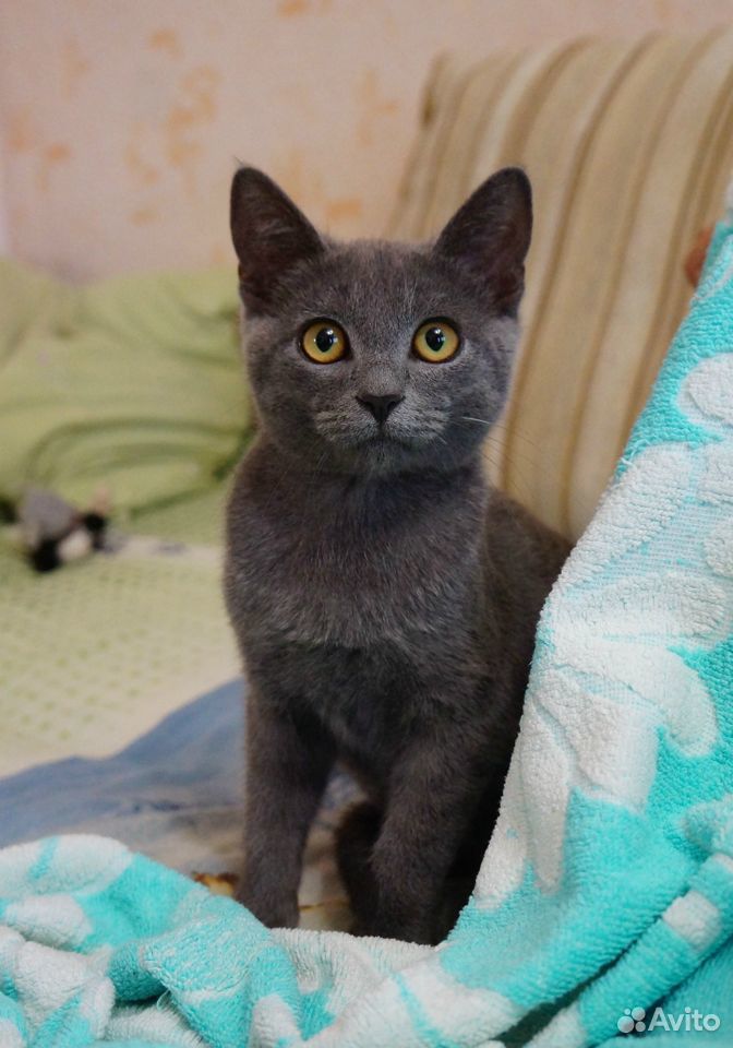 Отдам котенка бесплатно