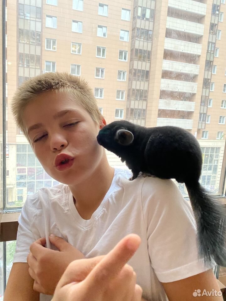 Ласковый шиншилла мальчик