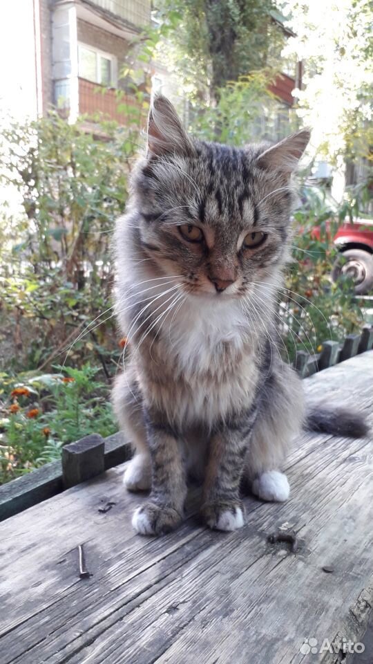 Котик в самые добрые руки