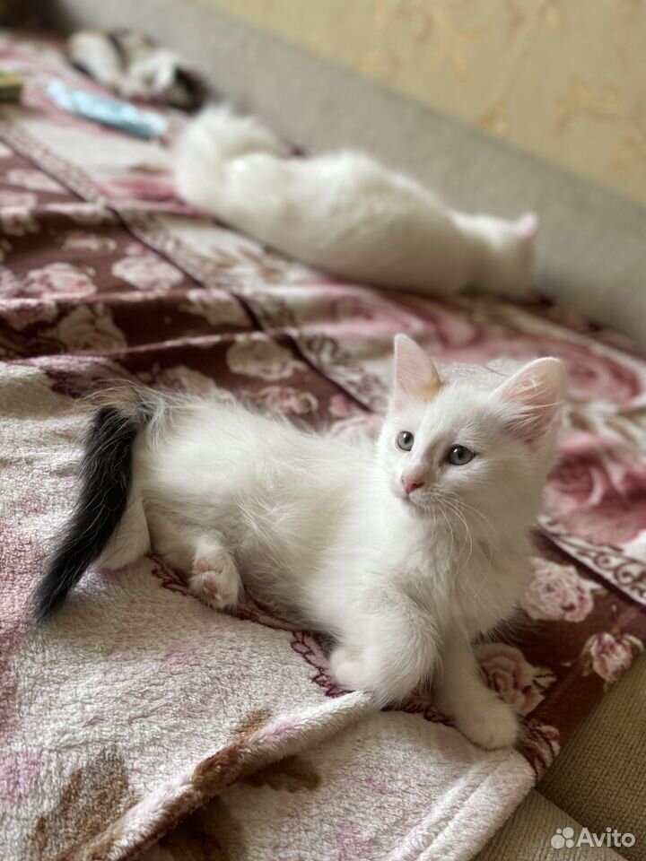 Кошка