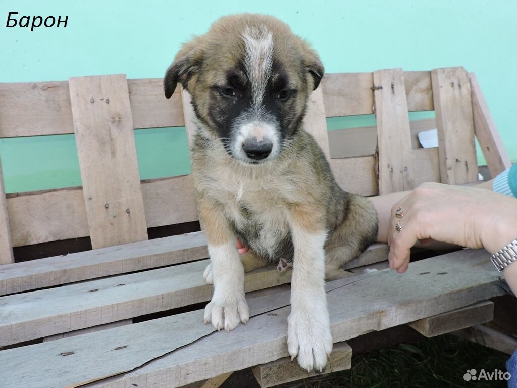 Сао мини (mix)