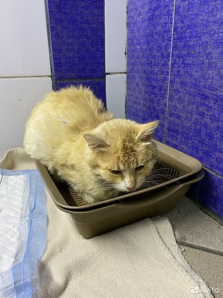Кот Персик ищет хозяина