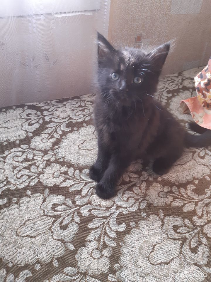 Котенок в добрые руки