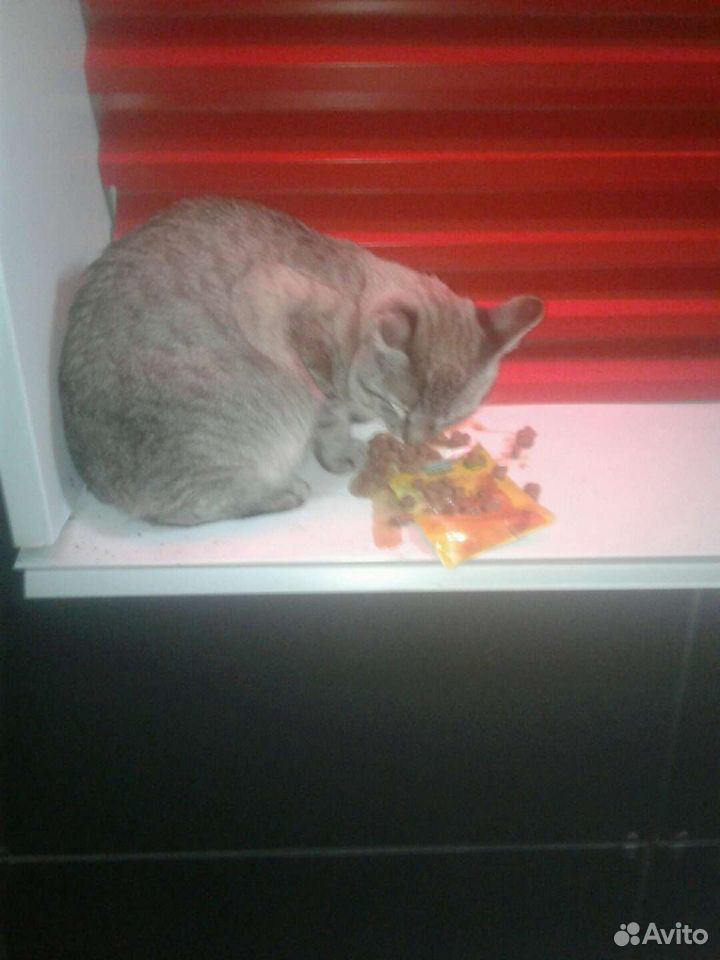 Кошка
