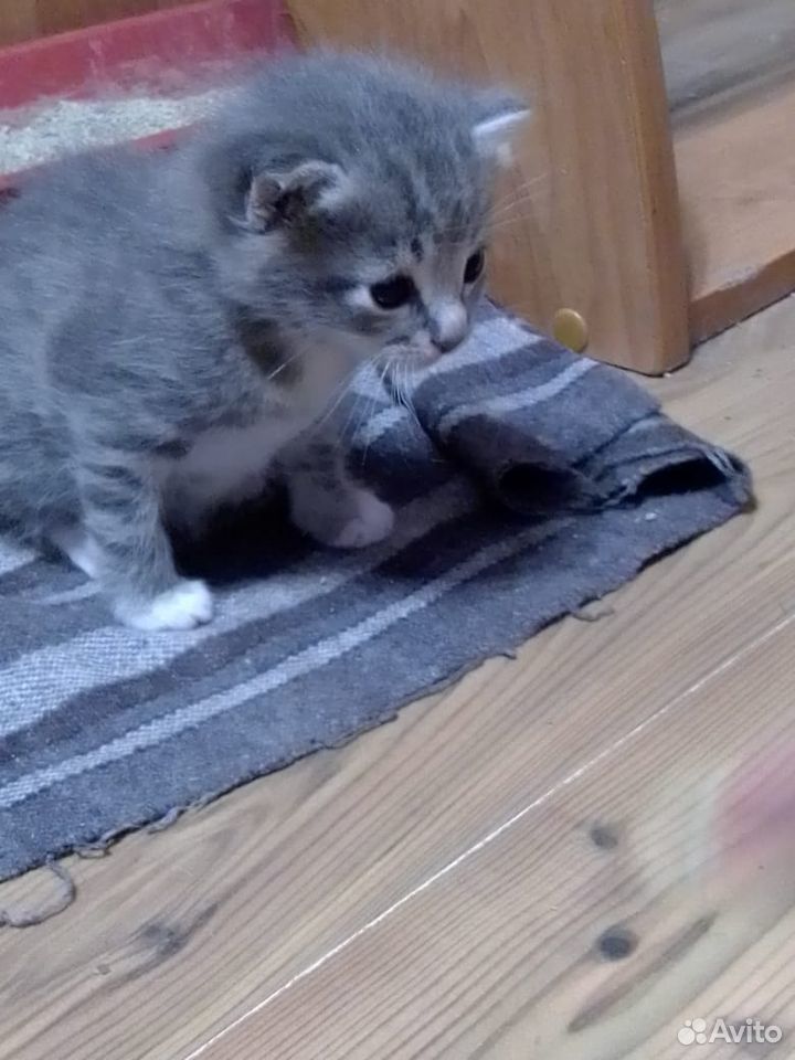 Отдаем котят