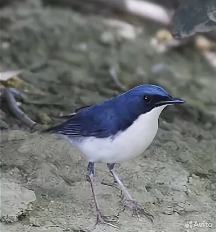 Синий соловей