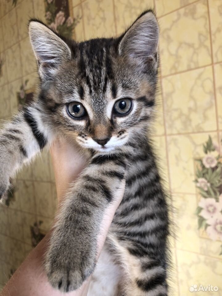 Кошка
