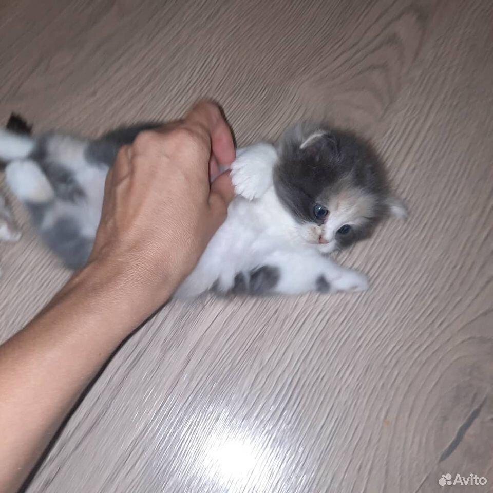 Котята 1.5 месяца