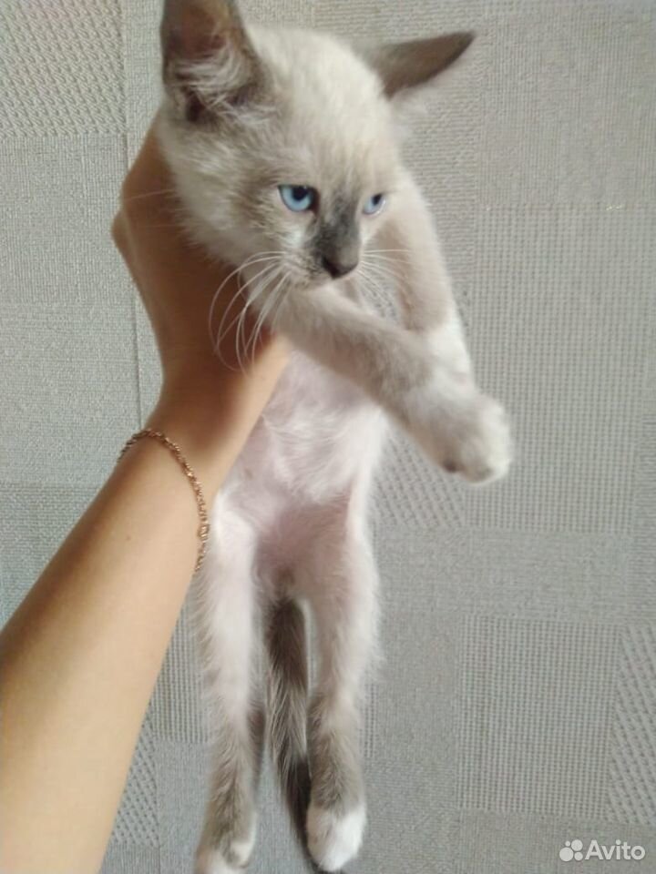 Котенок в хорошие руки