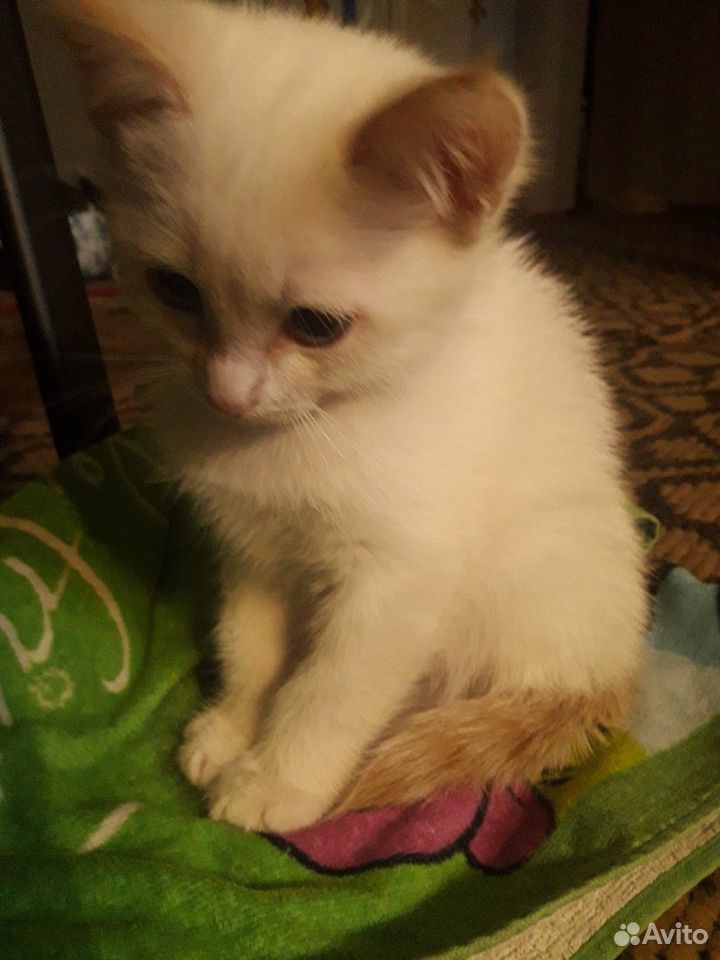 Маленькая принцесса