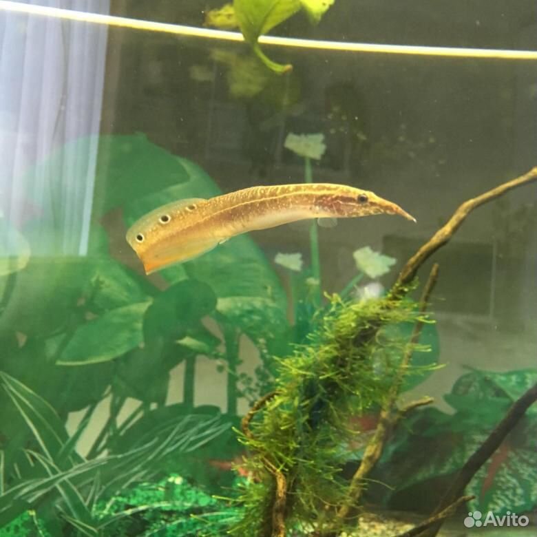 Макрогнатус