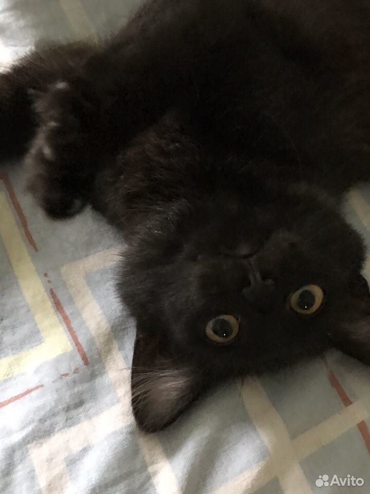 Котенок -потеряшка