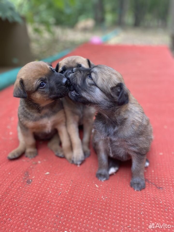 Крошки в добрые руки