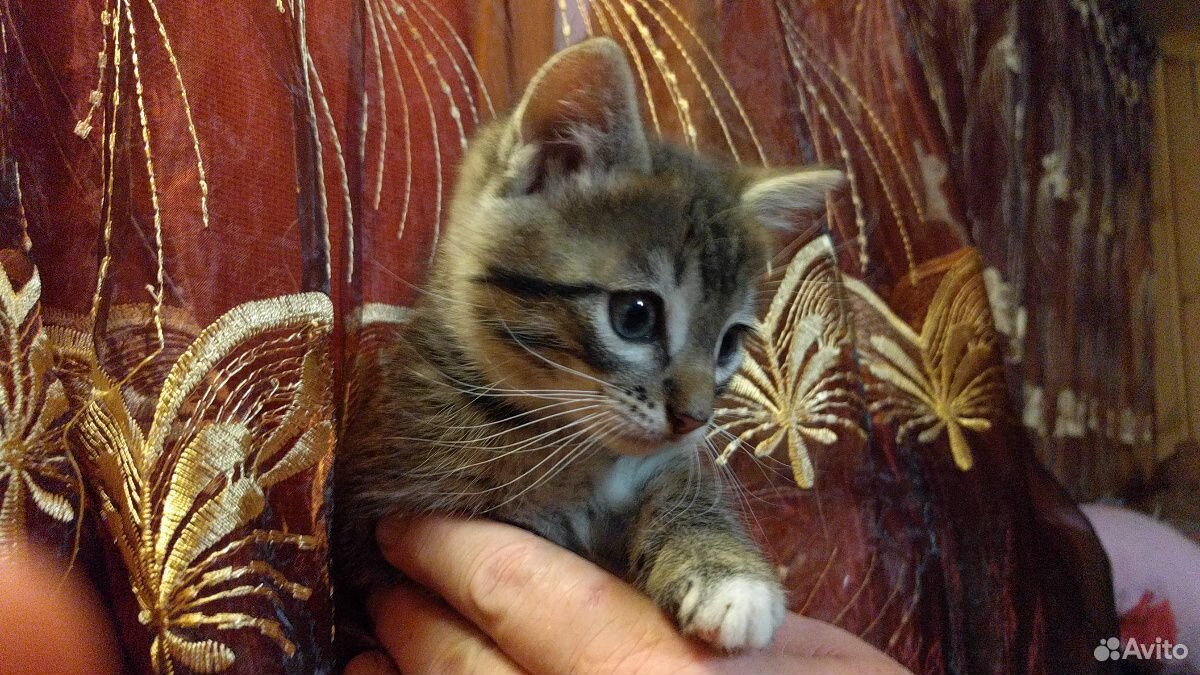 Европейская