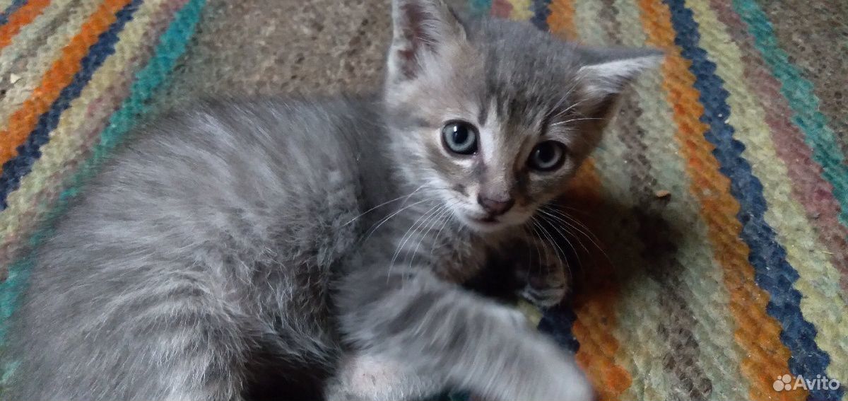 Котёнок от сиамской кошки