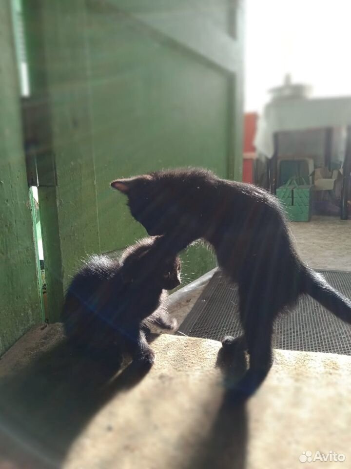 Помогите спасти котят