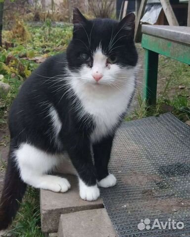 Бездомный Кот. Кот в добрые руки, в поиске дома