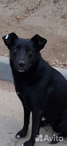 Черныш в самые добрые руки