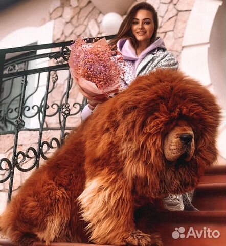 Щенок Тибетского Мастифа