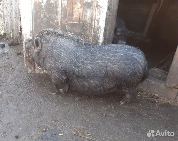 Вьетнамский вислобрюхий хряк