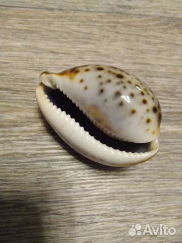 Ракушка, краб