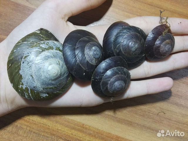 Улитки Экселенсы