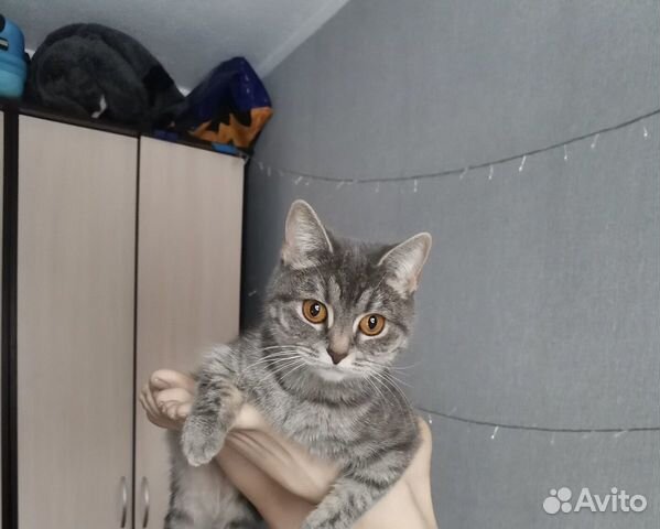 Ищем кота для вязки бесплатно