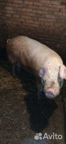 Хрячок.Ландрас