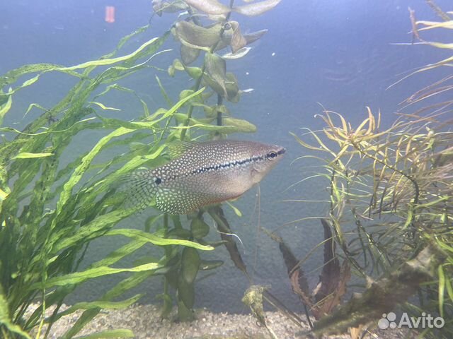 Гурами жемчужный бесплатно