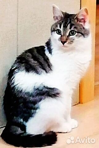 Кошка в дар
