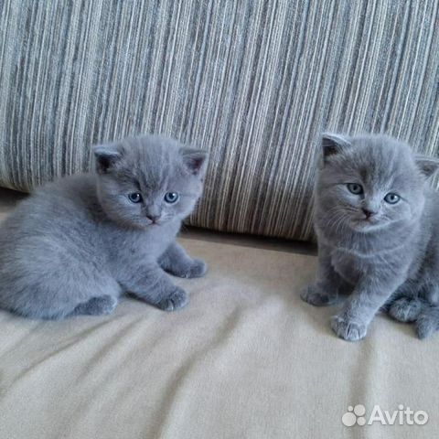 Британские малыши