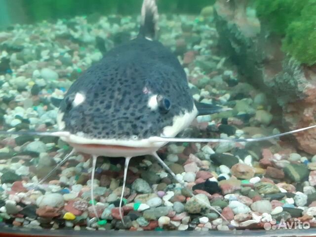 Краснохвостый сом большой