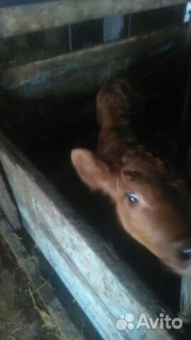 Бычки и телки