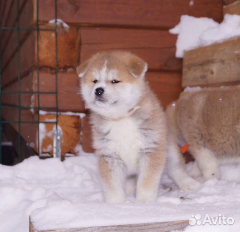 Акита Акита ину супер щенки