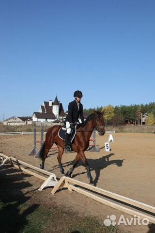 Спортивный мерин