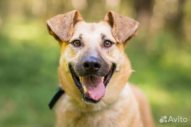 Зита. Самая преданная собака в поисках семьи