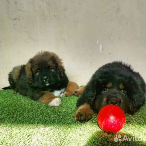 Мастиф с Тибета