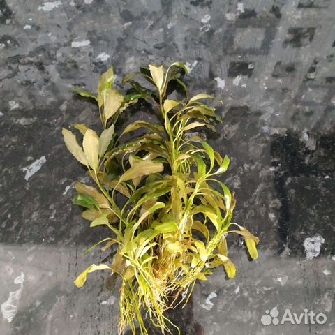 Буцефаландры